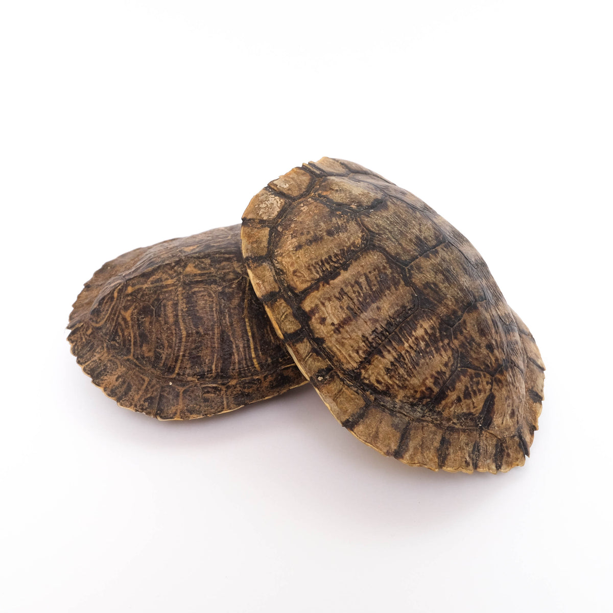 Schildpad schild – STEEN EN BEEN