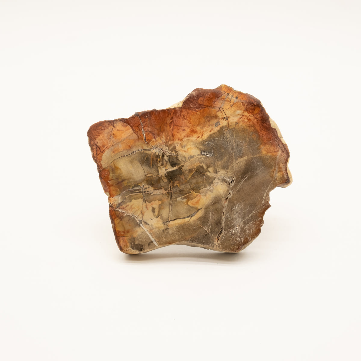 Fossiel Hout klein – STEEN EN BEEN