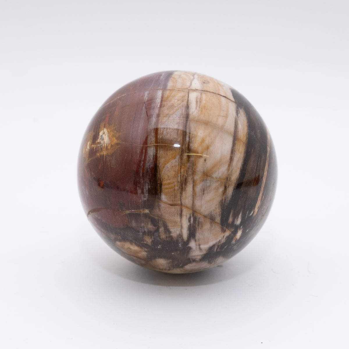 Fossiel hout bol – STEEN EN BEEN